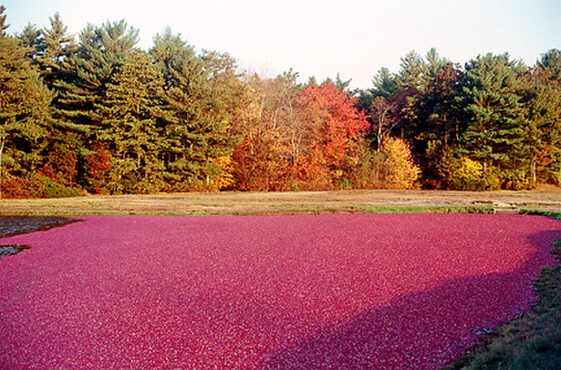 ON CRANBERRY POND | Irvine Holt Enterprises Ltd